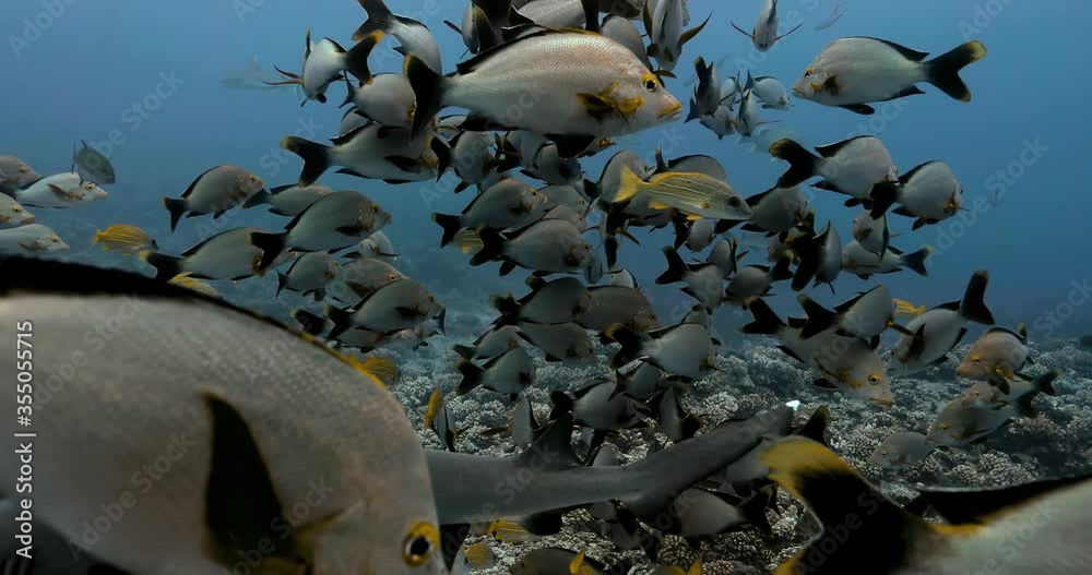 Fish near Tahiti in French Polynesia. Marine life with fishes and a ...