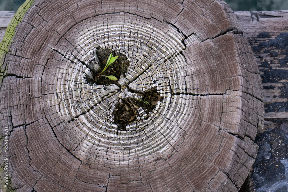 Cross section of cut wood. Close up of a tree trunk with a leave coming ...