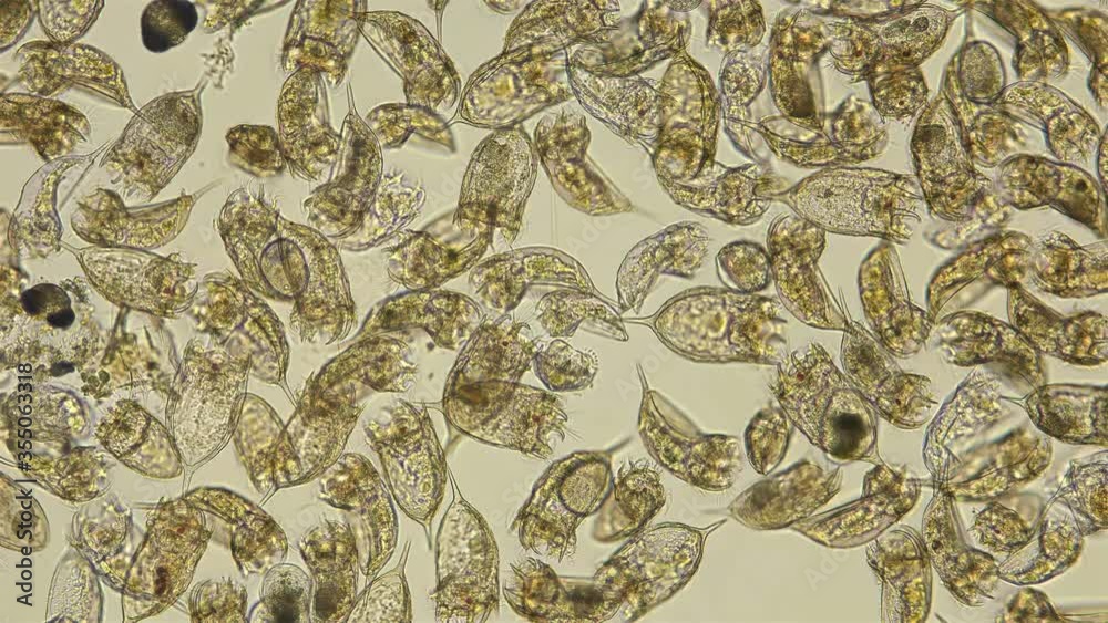 The colony of plankton rotifers Rotifera Keratella Cochlearis ...