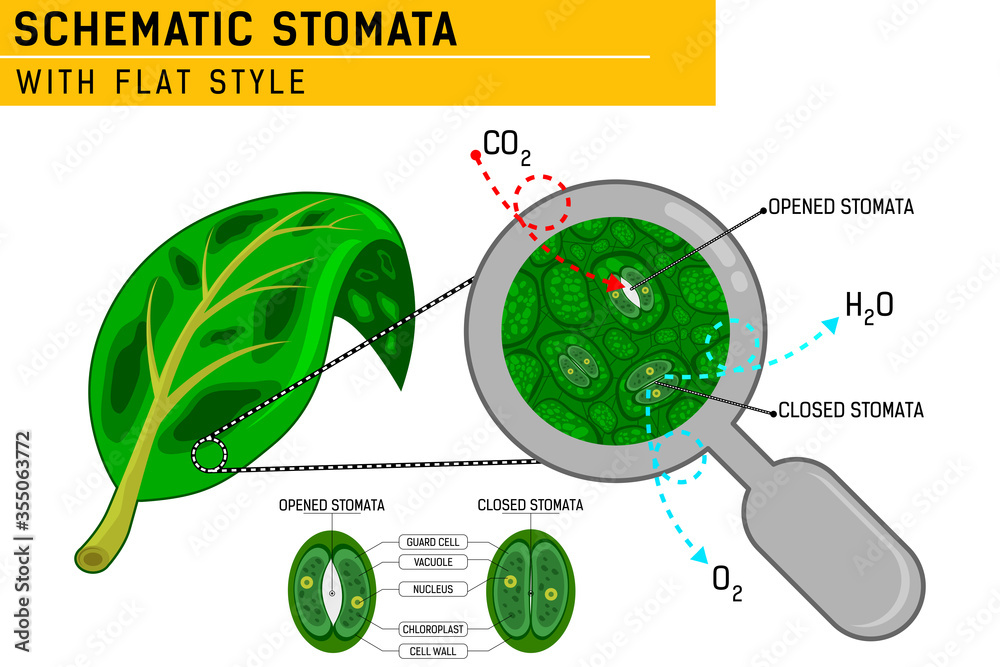 Magnified leaf stomata with schematic stomata open and closed. Vector ...