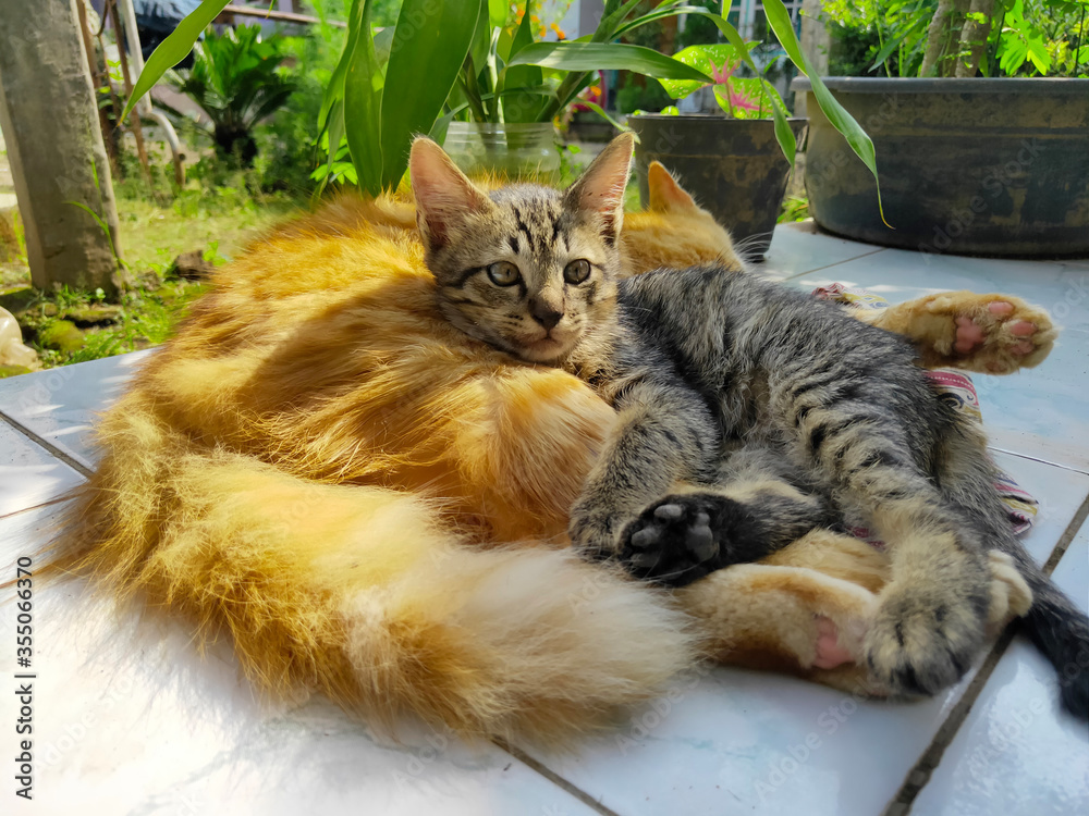 Poster Sibling cats chilling on the terrace while sunbathing – Wall Art ...