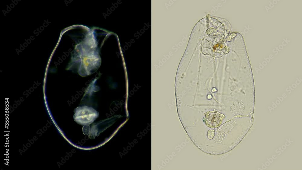 Rotifer under the microscope Asplanchna priodonta, family Asplanchnidae ...