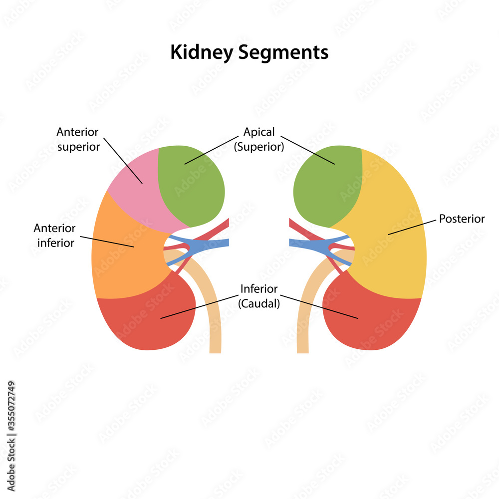Diagram of human kidney segments with main parts colored and labeled ...