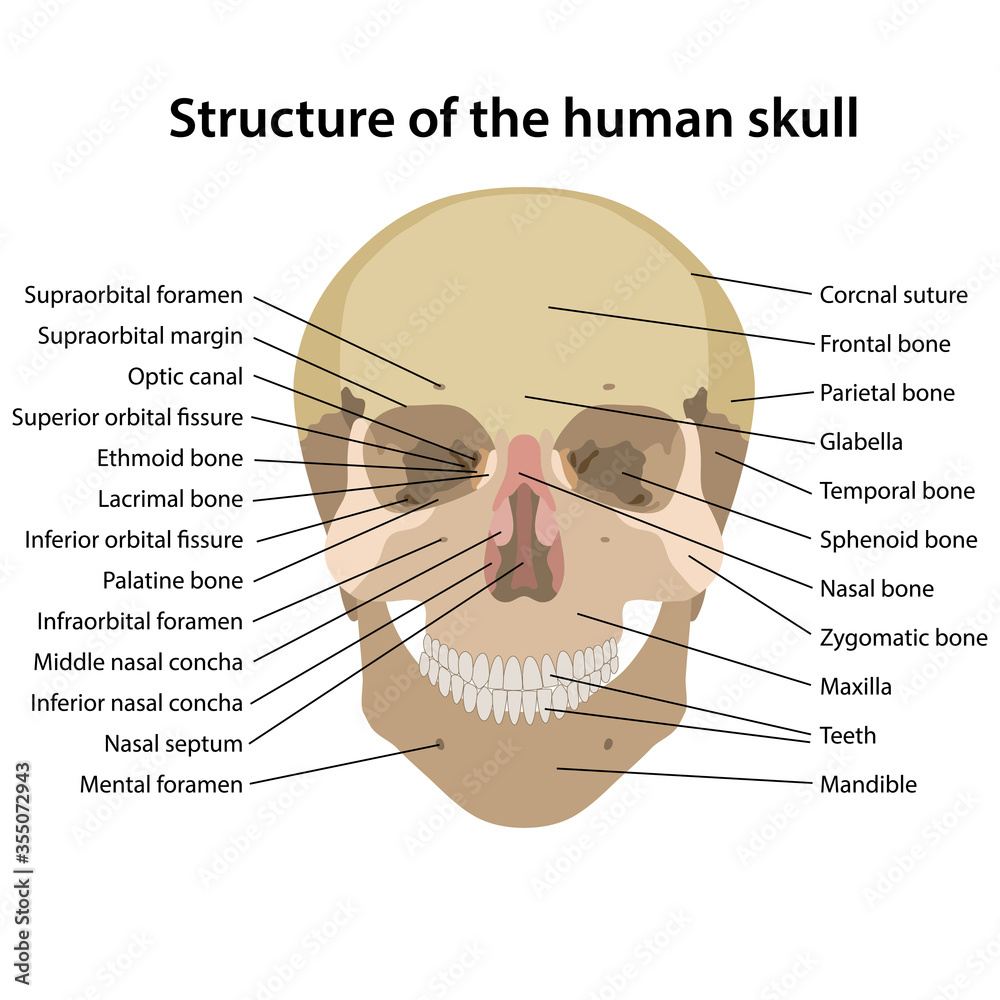 Structure of the human skull with main parts labeled. Medical vector ...