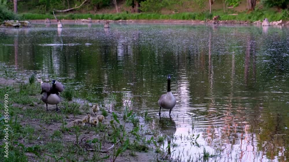 Goose family on shore of lake. Parents encouraging the little goslings ...