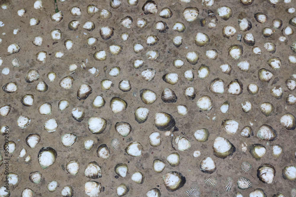 Floor made of mud and sea shells by the tribes of Andaman Stock Photo ...