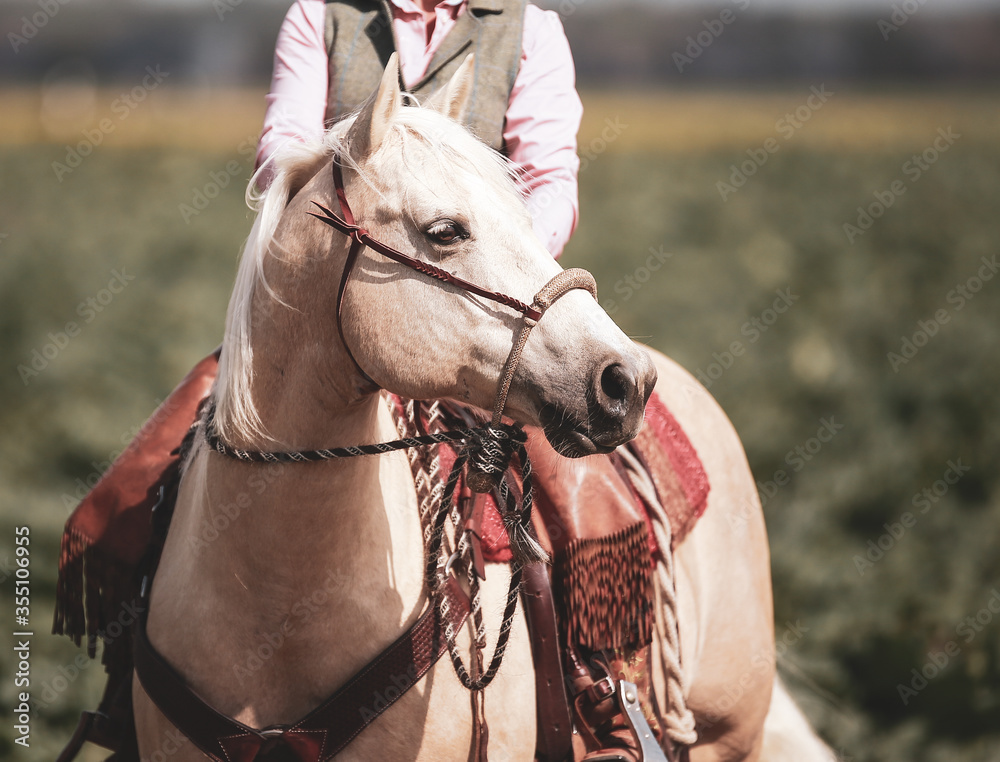 Western horse in portraits with rider photographed from the front, head ...