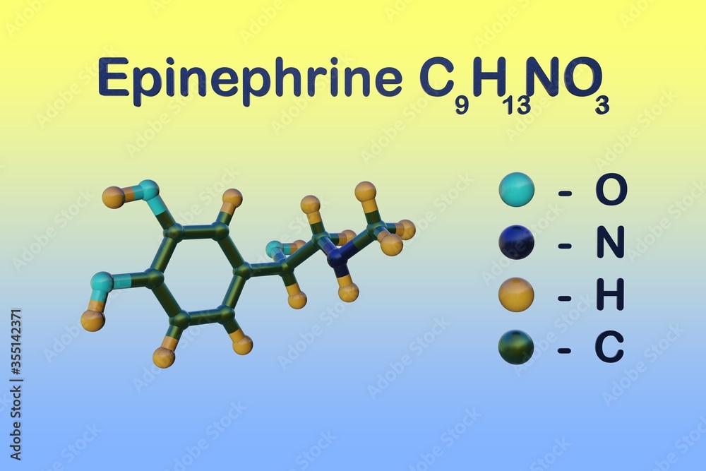 Structural chemical formula and molecular model of epinephrine or ...
