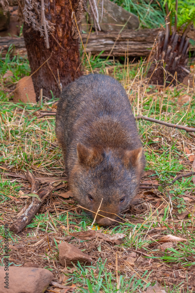 Bare nosed wombat in Trowunna sanctuary in Australia Stock Photo ...