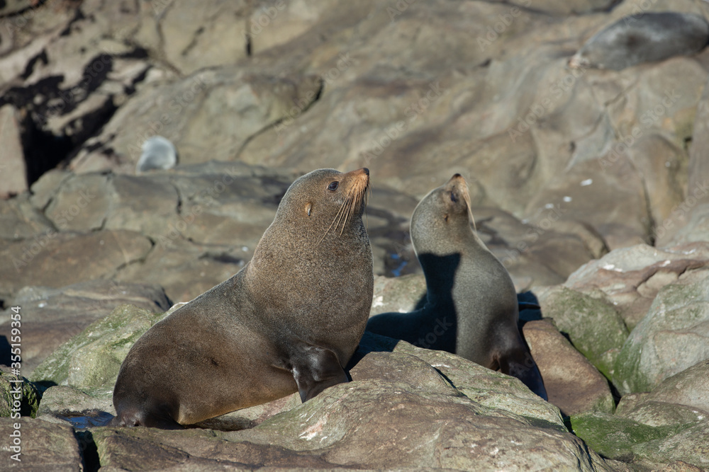 Seal. sea lion posing on a rock at Katiki Point Lighthouse, Moeraki ...