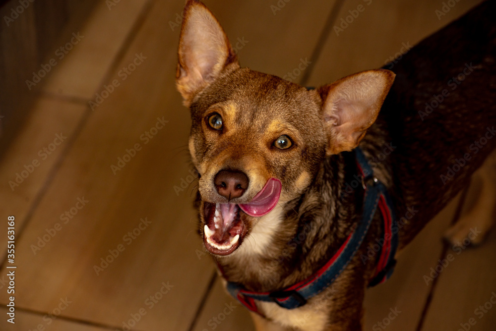 nice nice dog with noble gaze and in natural canine postures at home ...