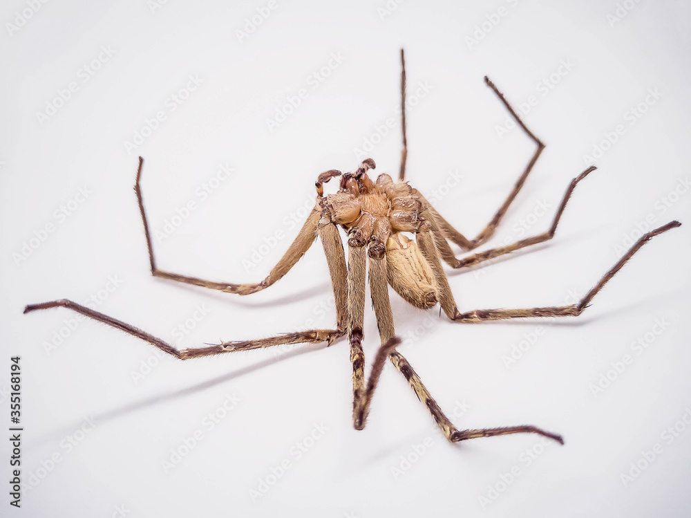 Dead of spider on white background Stock Photo | Adobe Stock