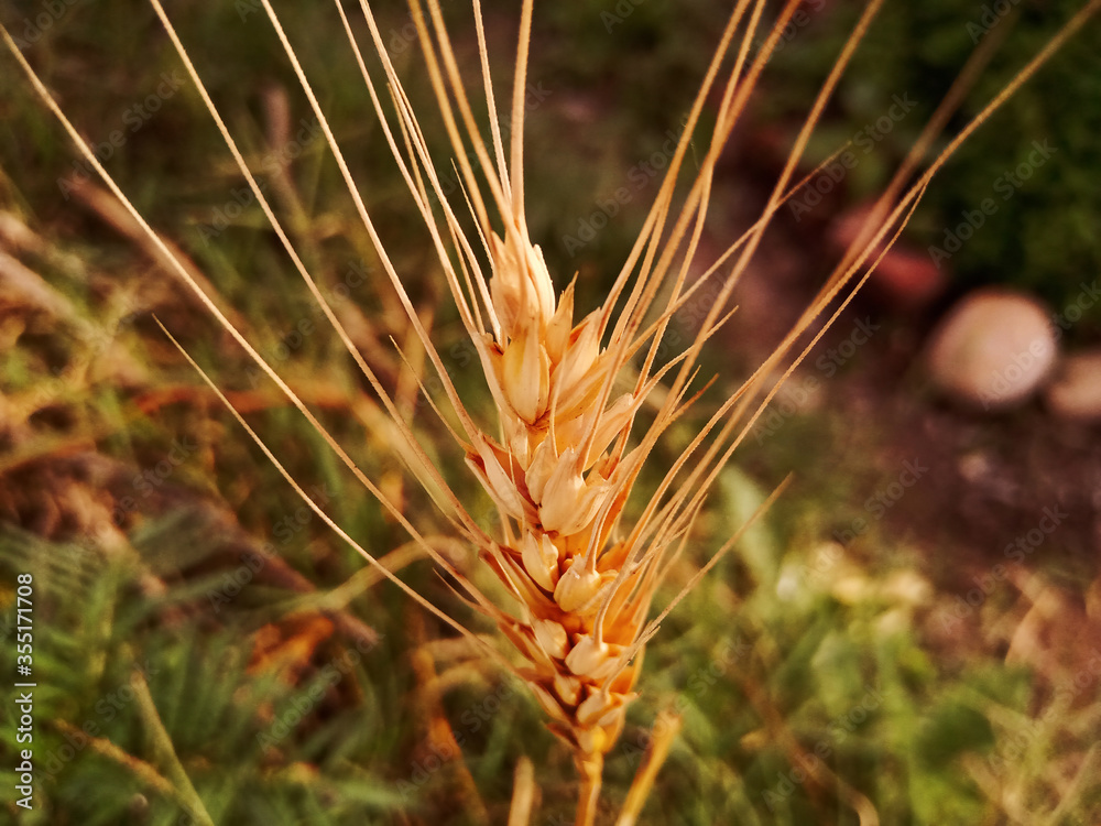 Wheat crop,mostly consumed in the north and north-west parts of India ...