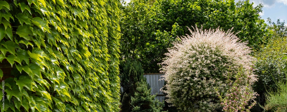 Japanese willow Salix integra Hakuro-Nishiki in landscaped garden ...