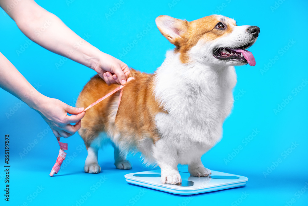Cute welsh corgi pembroke or cardigan stands and checks weight on ...