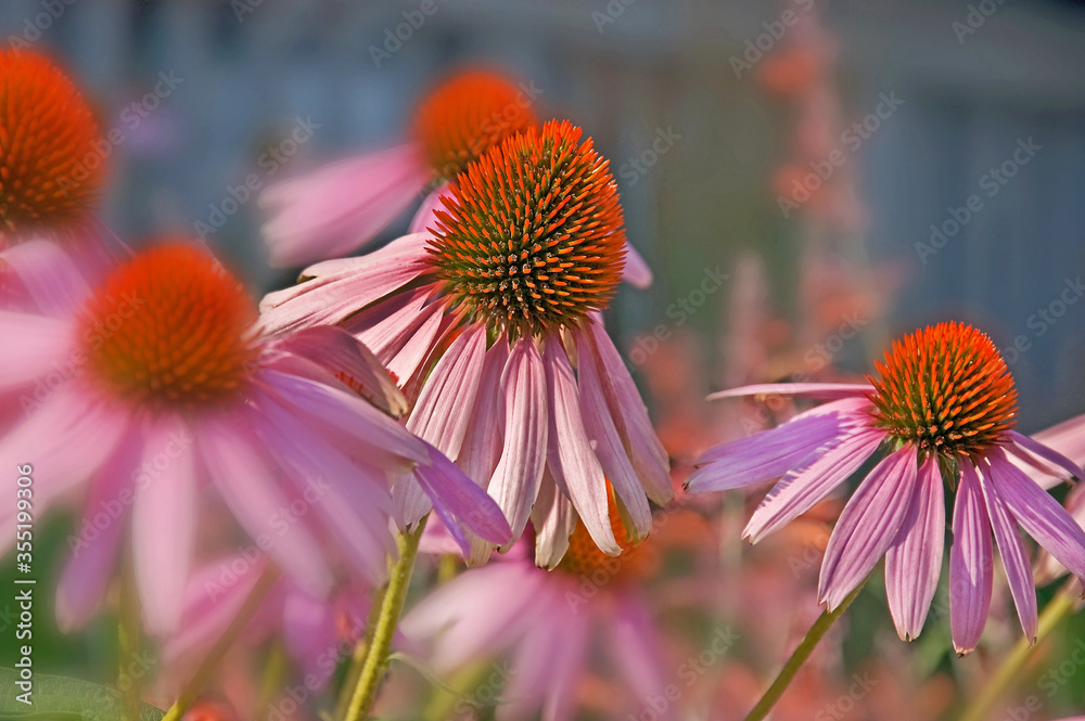 Echinacea Pallida, commonly known as pink coneflower a beautiful summer ...