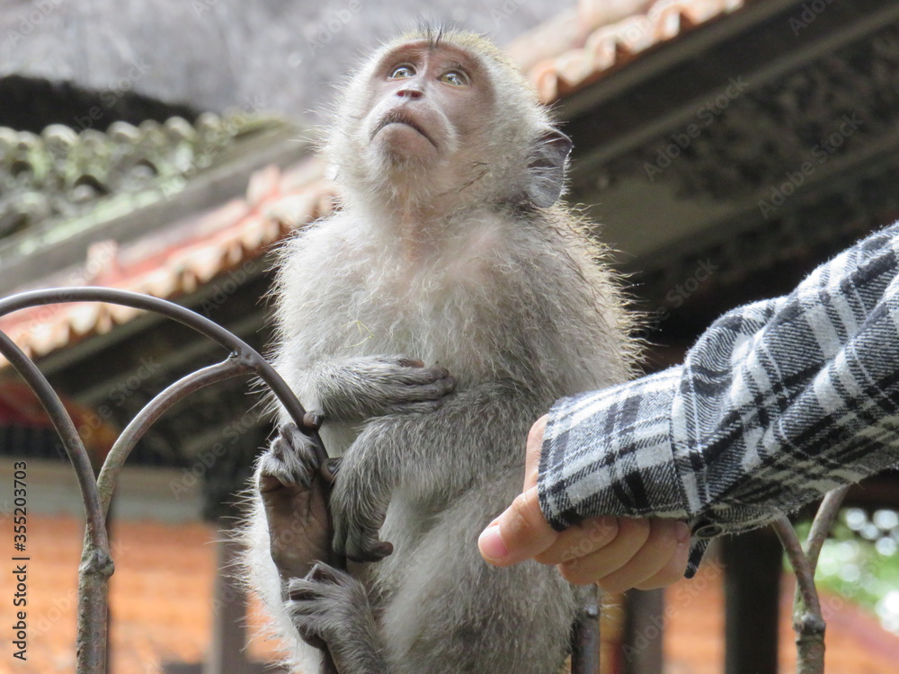 Forêt des singes Ubud Bali Indonésie Stock Photo | Adobe Stock