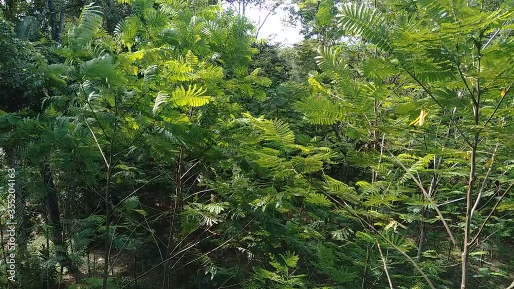 Albizia chinensis (silk tree, Chinese albizia, kool, khang hung, kang ...