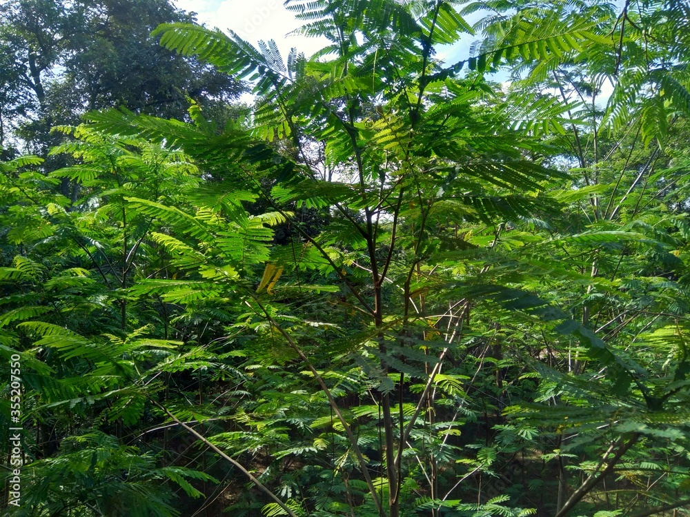 Albizia chinensis (silk tree, Chinese albizia, kool, khang hung, kang ...