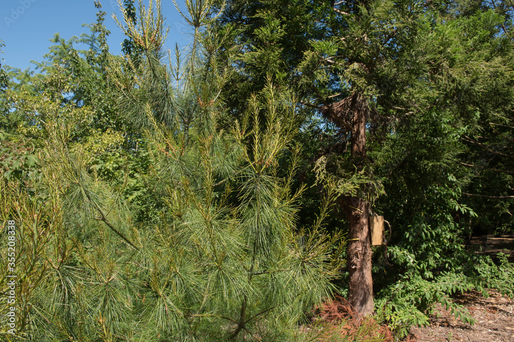 Green Foliage of an Evergreen Coniferous Armand or Chinese White Pine ...