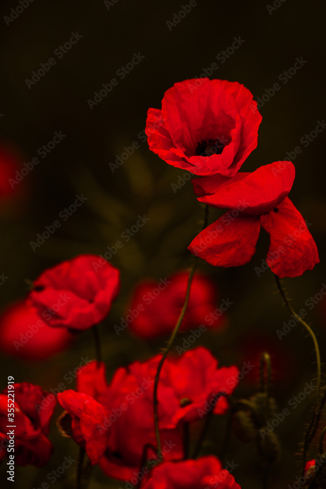 Beautiful field of red poppies in the sunset light. close up of red ...