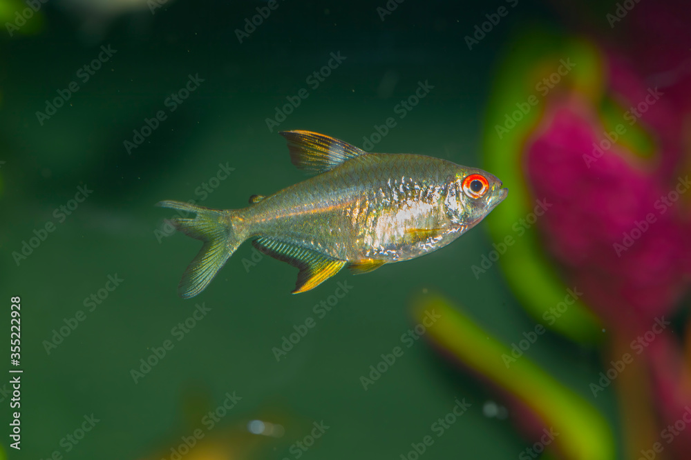 Aquarium tropical fish.The lemon tetra (Hyphessobrycon pulchripinnis ...
