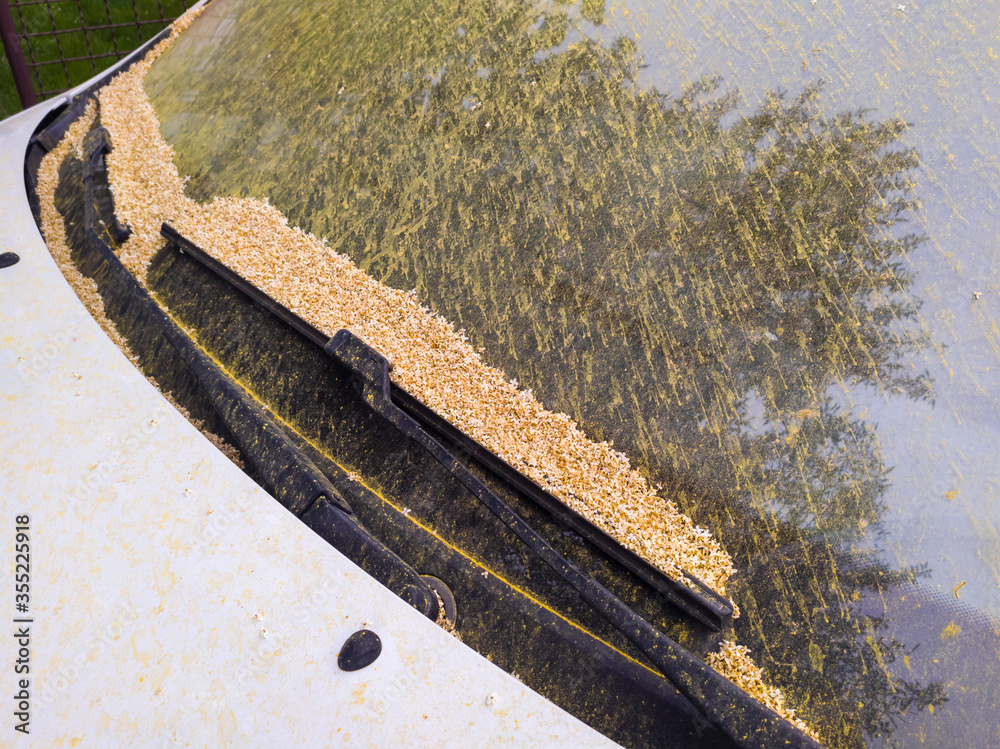 Dirty windshield and wiper blades of a car, parked under an olive tree ...