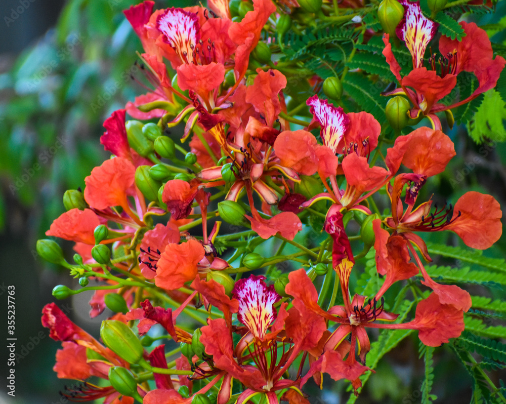 royal poinciana flame tree, red poinciana flowers, flowering flame tree ...