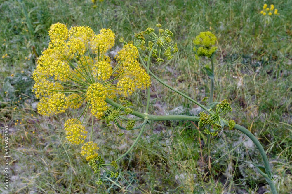 Planta de thapsia villosa con sus inflorescencias amarillas. Stock ...