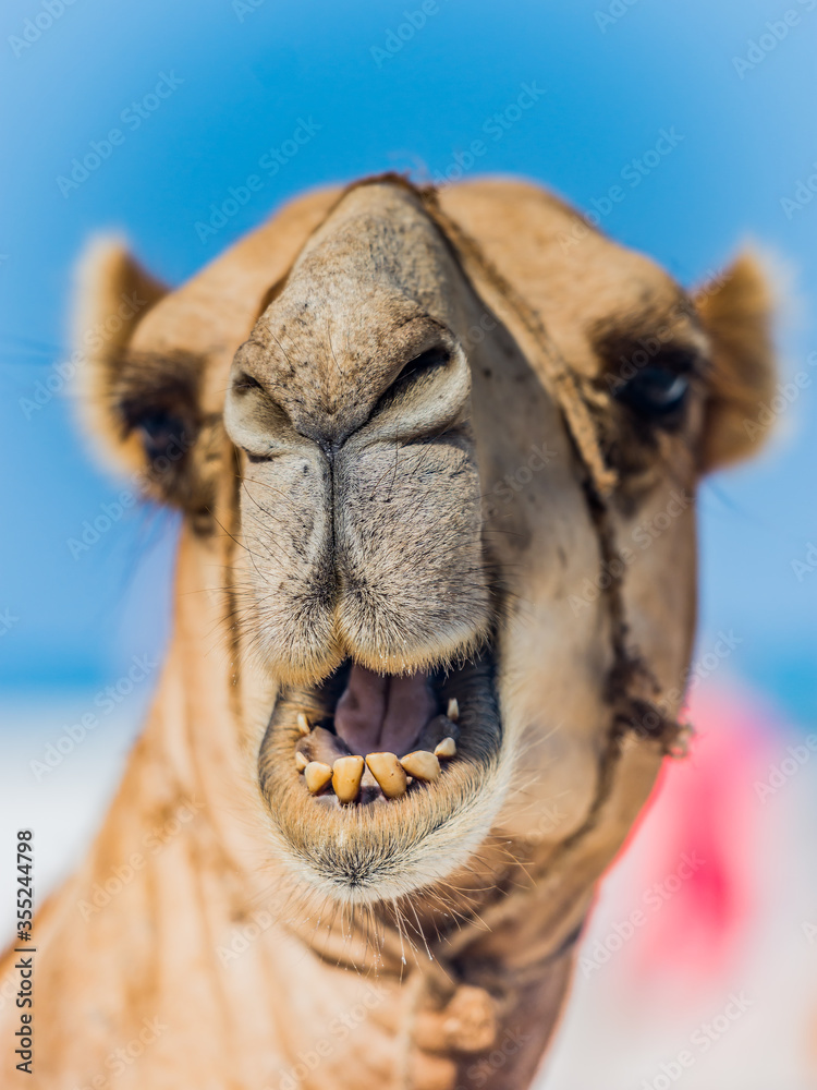 Smiling Camel Face