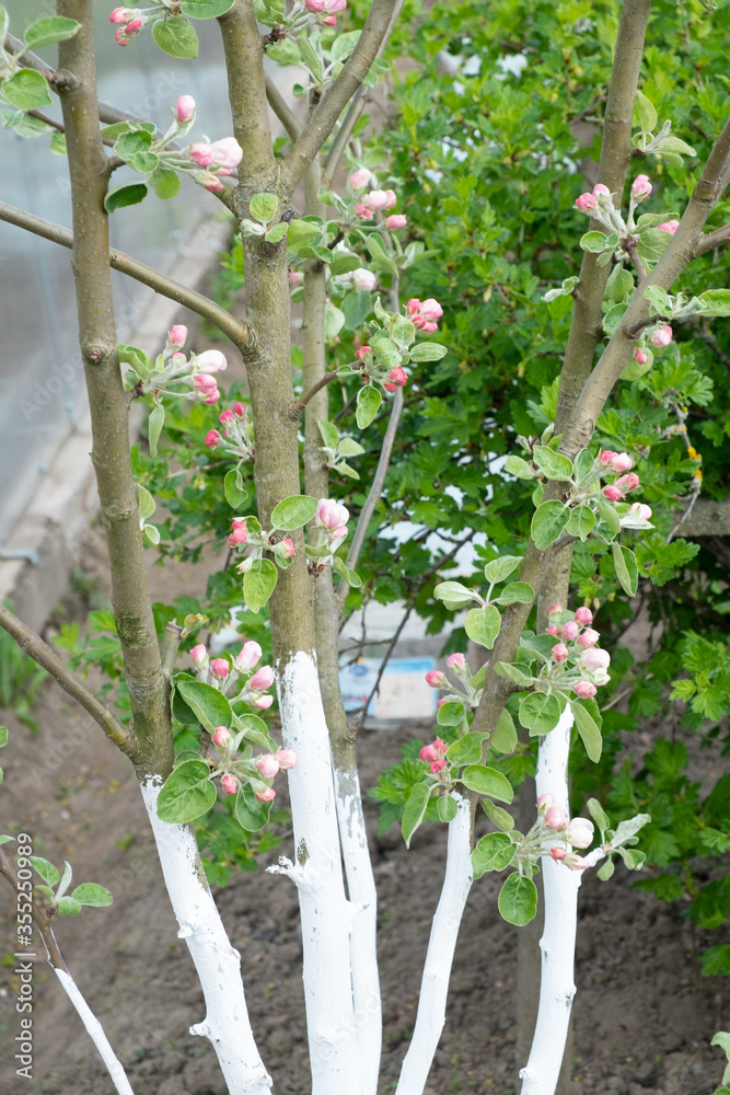 the trunk of a blooming apple tree is painted to protect the tree trunk ...