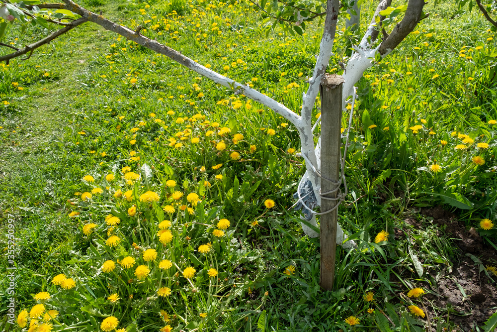 the trunk of a flowering apple tree is painted to protect the tree ...