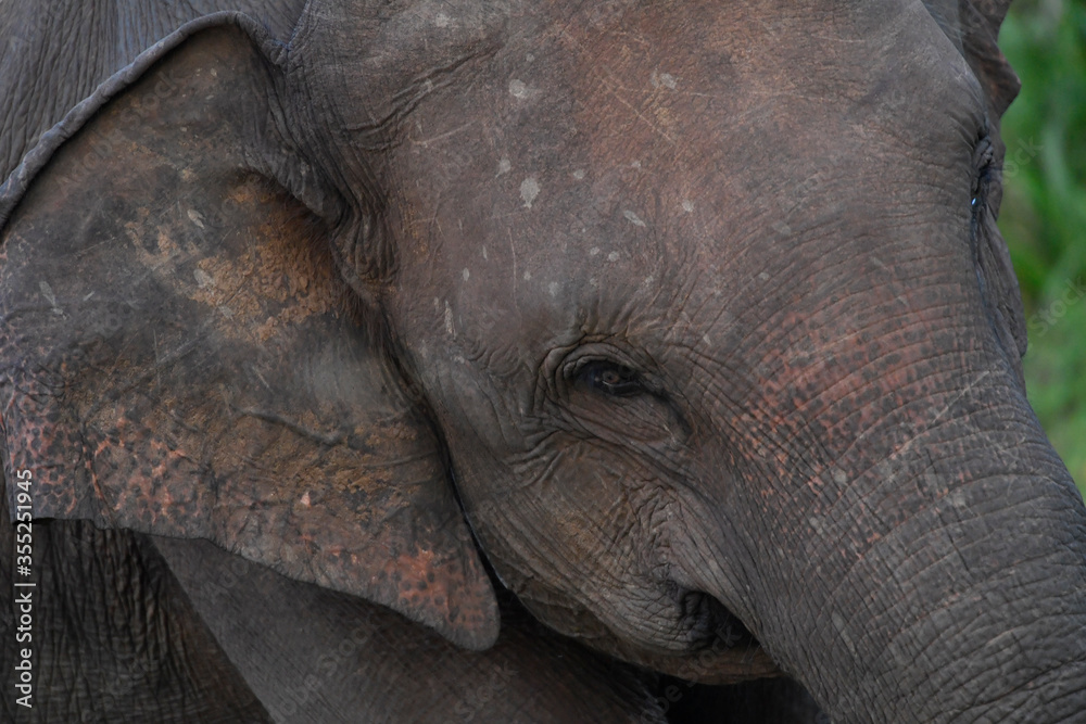 elefante Stock Photo | Adobe Stock