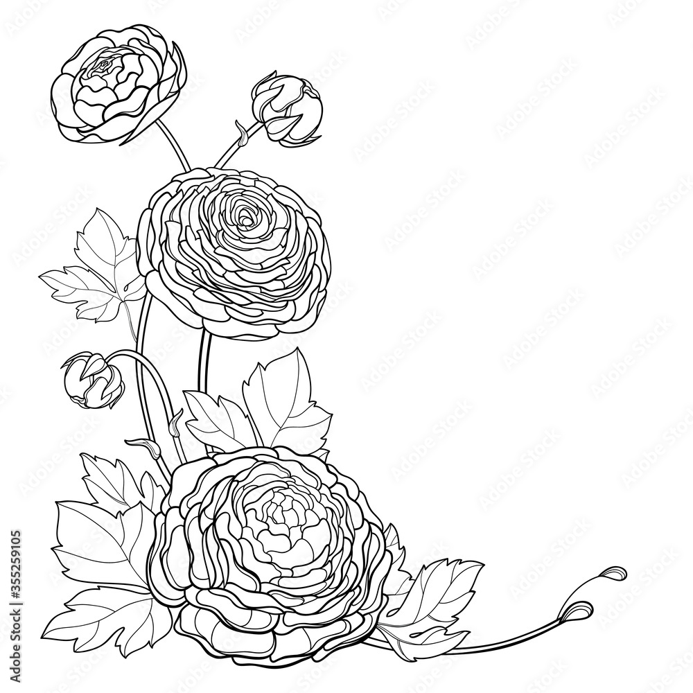 Corner bouquet of outline Ranunculus or Buttercup flowers, bud and ...
