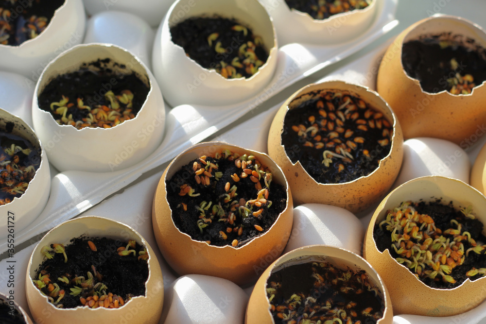 seedlings in an egg. sprouted plant seeds sown in eggshells. Seed ...