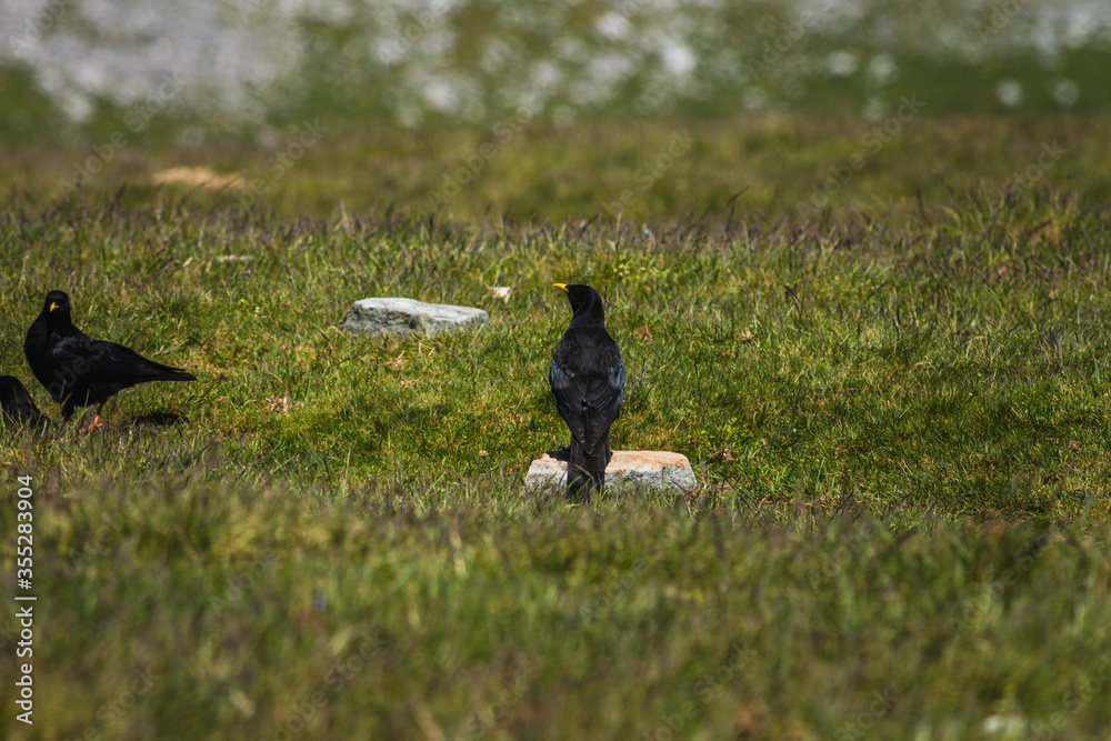 Foto de cuervos negros volando y en el suelo con fondos de cielo ...