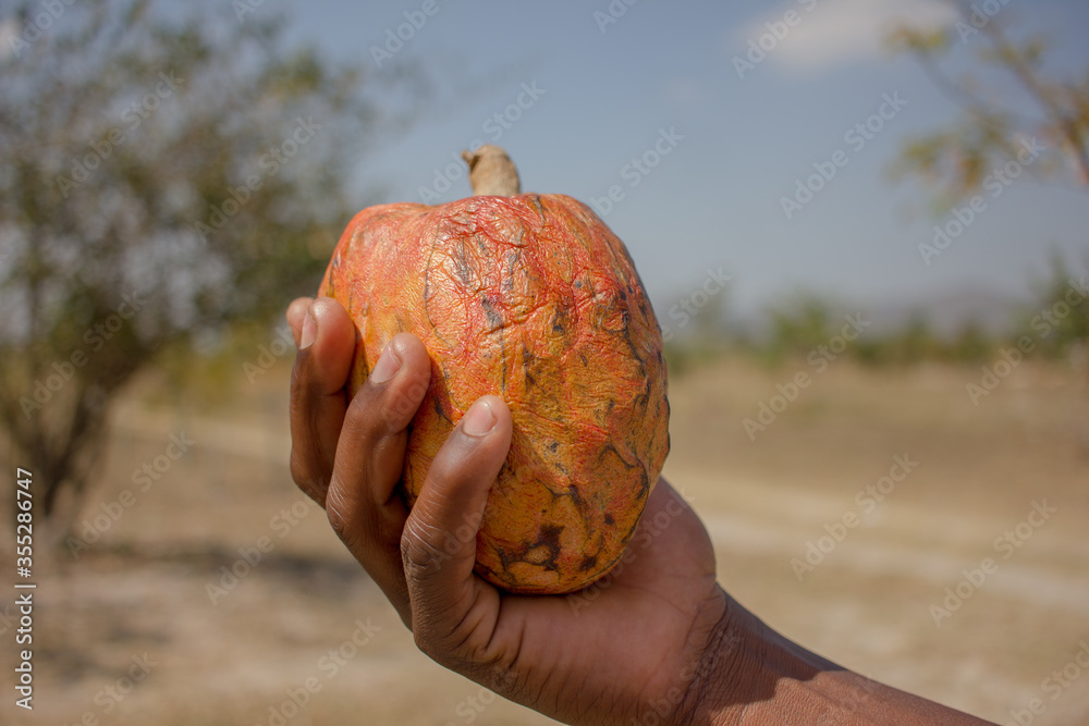 Ripe Fruit from the Annona Reticulata Tree, Known as Custard Apple ...