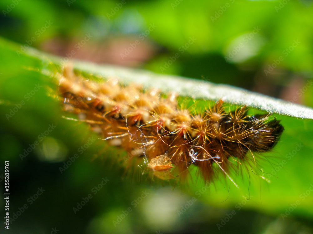 Brown caterpillar, larvae of Knot Grass Moth. Insect Acronicta Rumicis ...