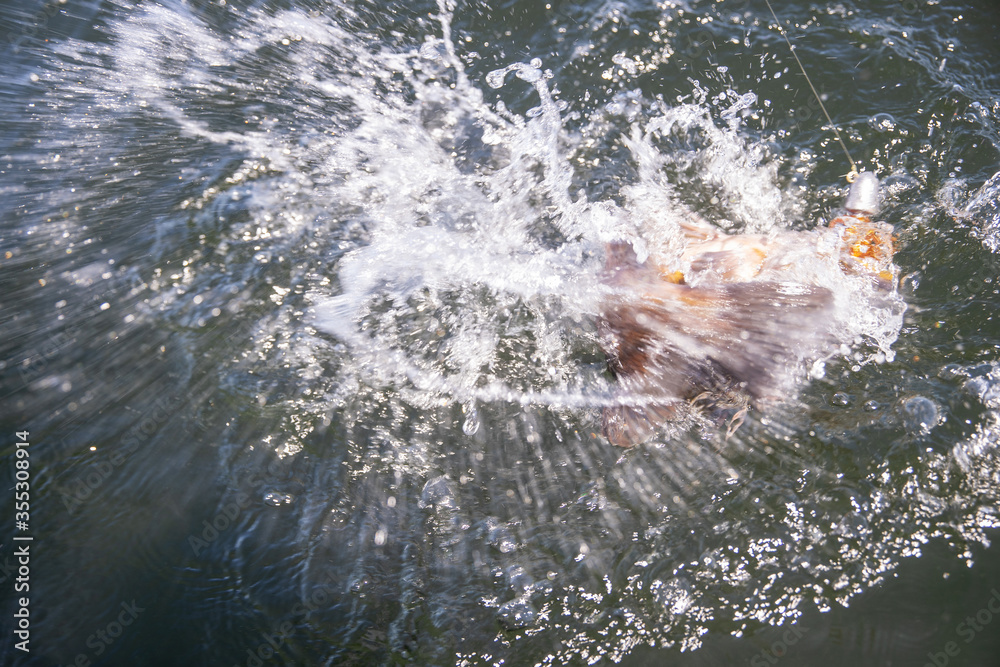 Bottom fishing for rock fish in the ocean caught on a lure Stock Photo ...