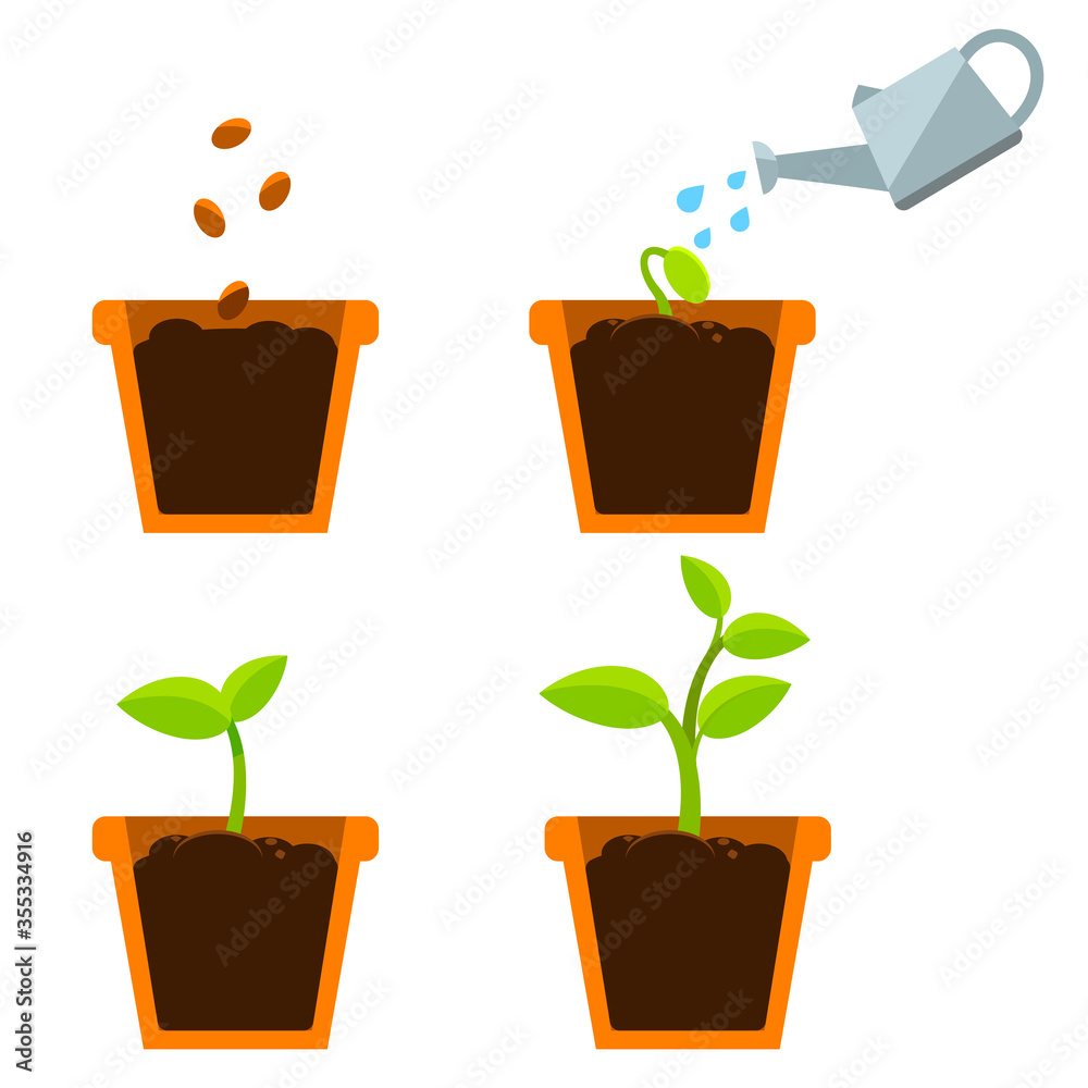 Vector illustration of planting process, potting, growing plant ...