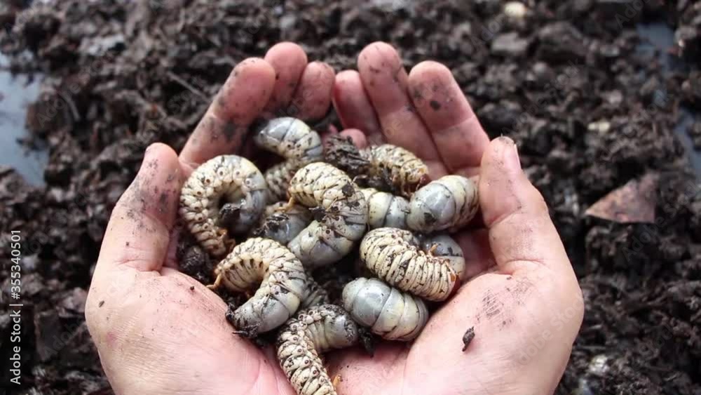Beetle larvae (grub) are soft- bodied, soil-dwelling insects with a ...