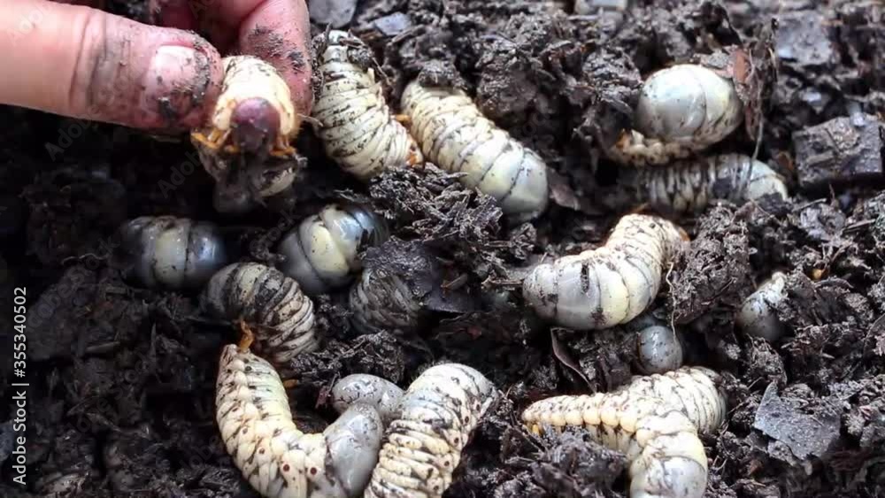 Video „Beetle larvae (grub) are soft- bodied, soil-dwelling insects ...