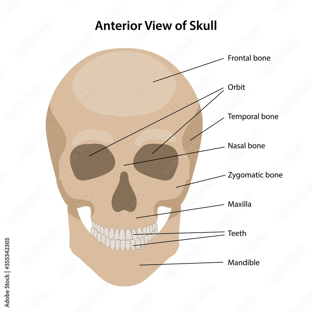 Anterior view of human skull with main parts labeled. Vector ...