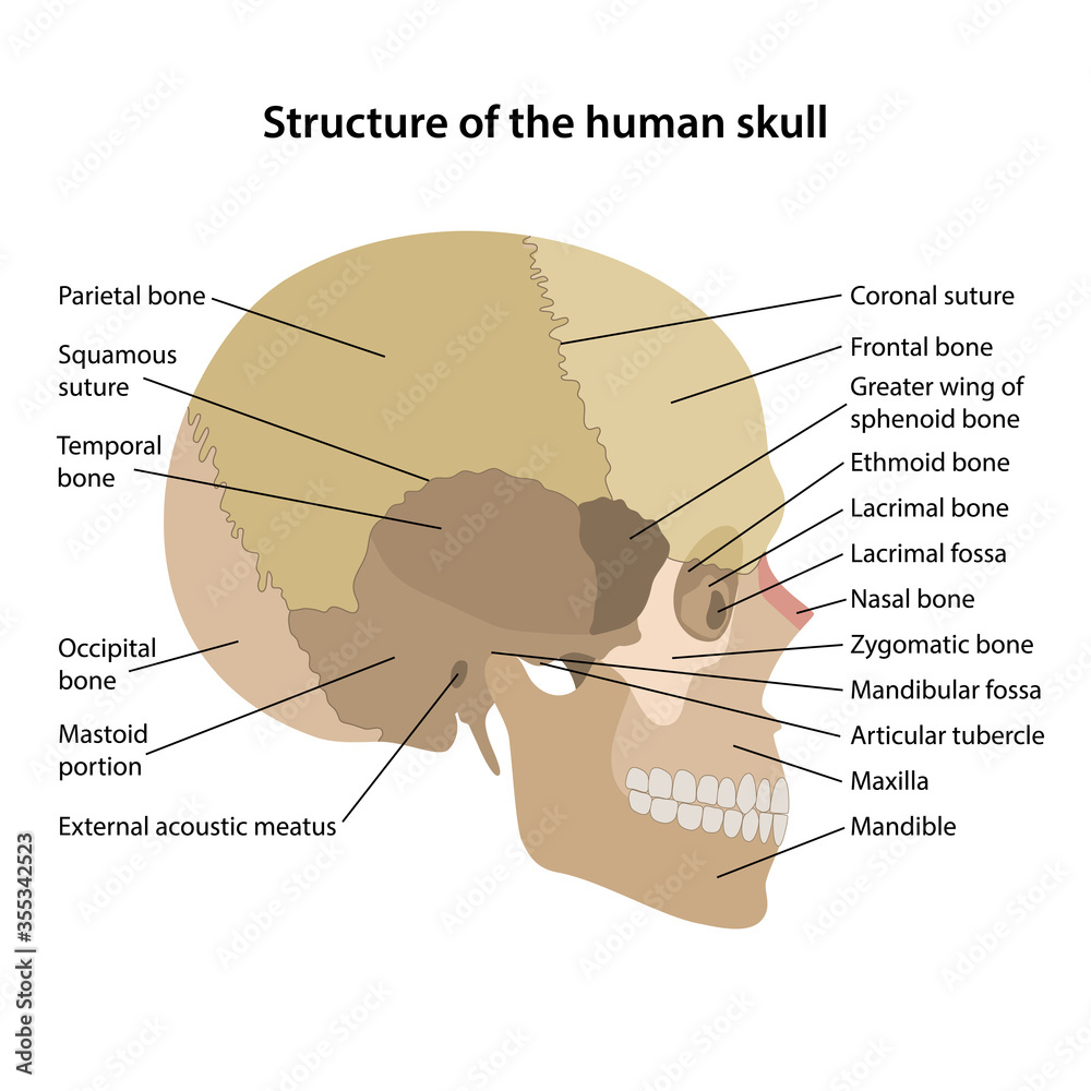 Structure of the human skull with main parts colored and labeled ...