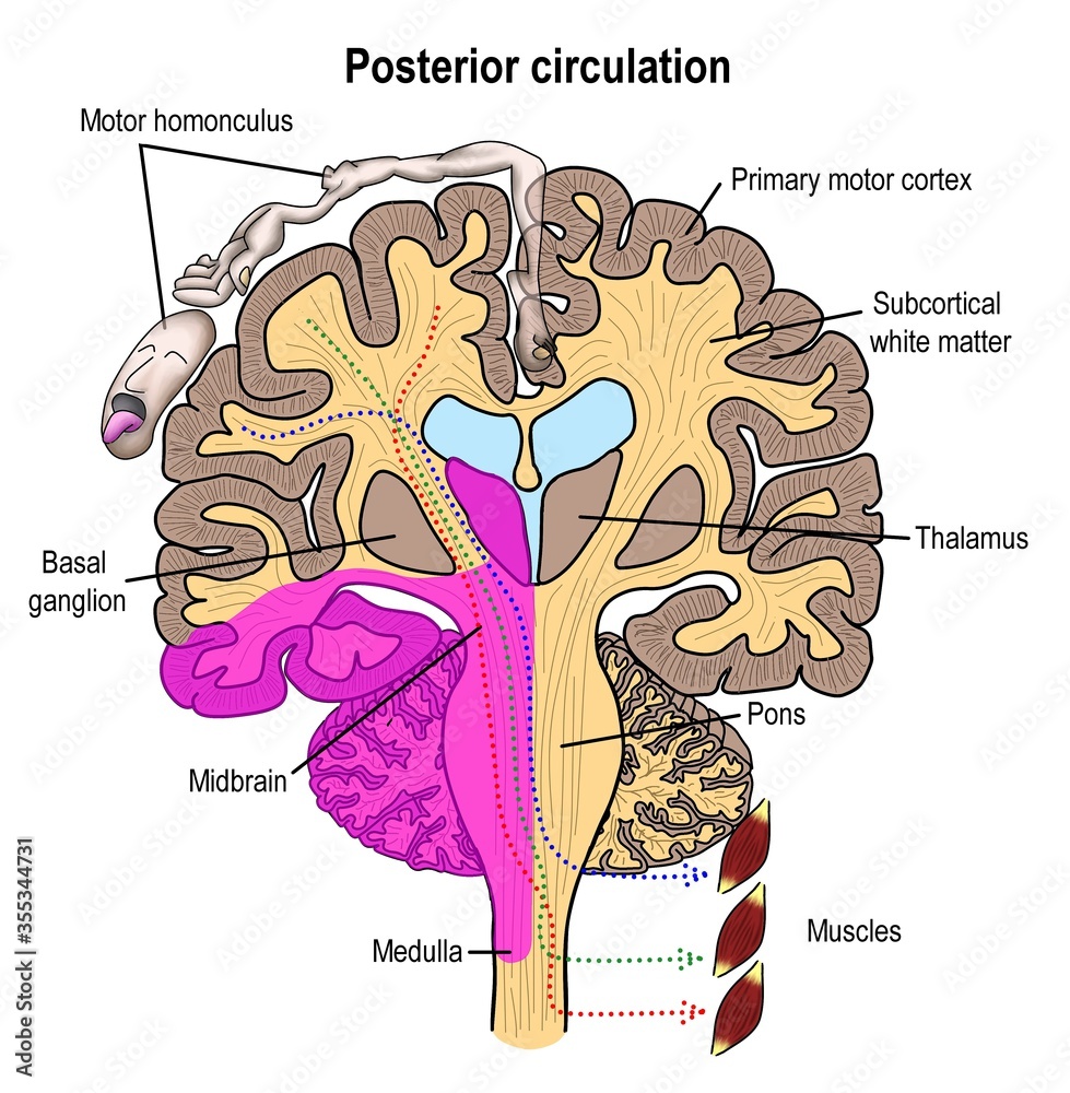 the anatomy of brain and brainstem with the demonstation of posterior ...