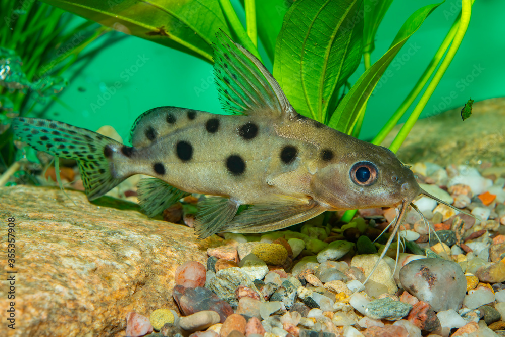 Aquarium fish. Synodontis cf. multimaculatus. Synodontis multimaculatus ...