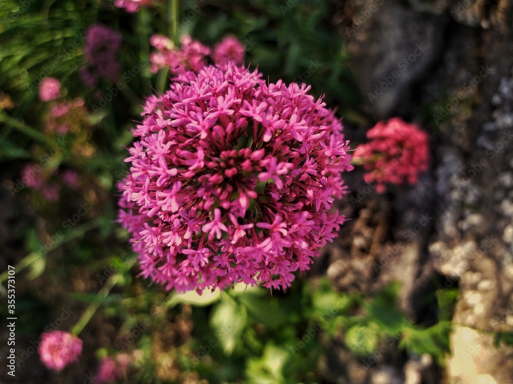 Belle fleure rose dans un parc de Rueil-Malmaison Stock Photo | Adobe Stock