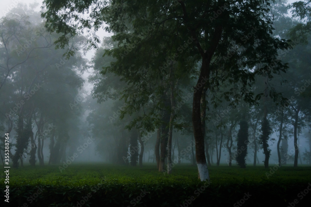 Evergreen rainforest mountains captured during an early foggy morning ...