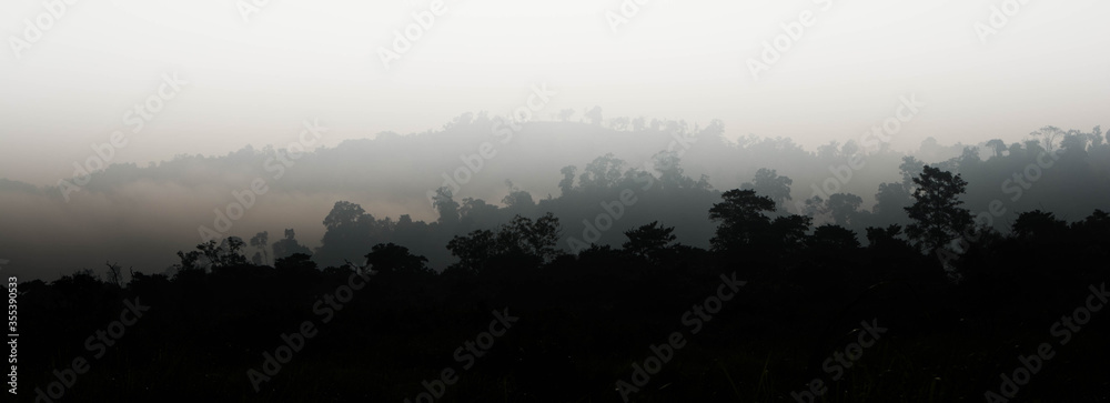 Evergreen rainforest mountains captured during an early foggy morning ...