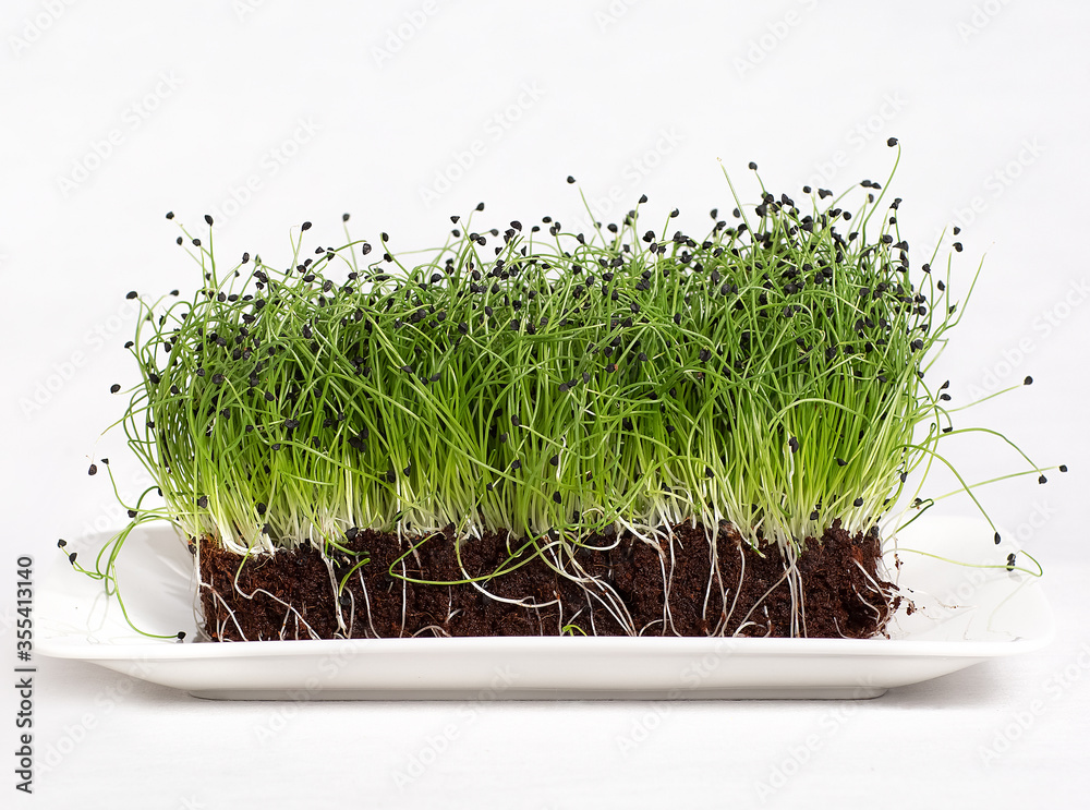 Micro onion, micro greens, citi - farms, vertical farms on a white ...